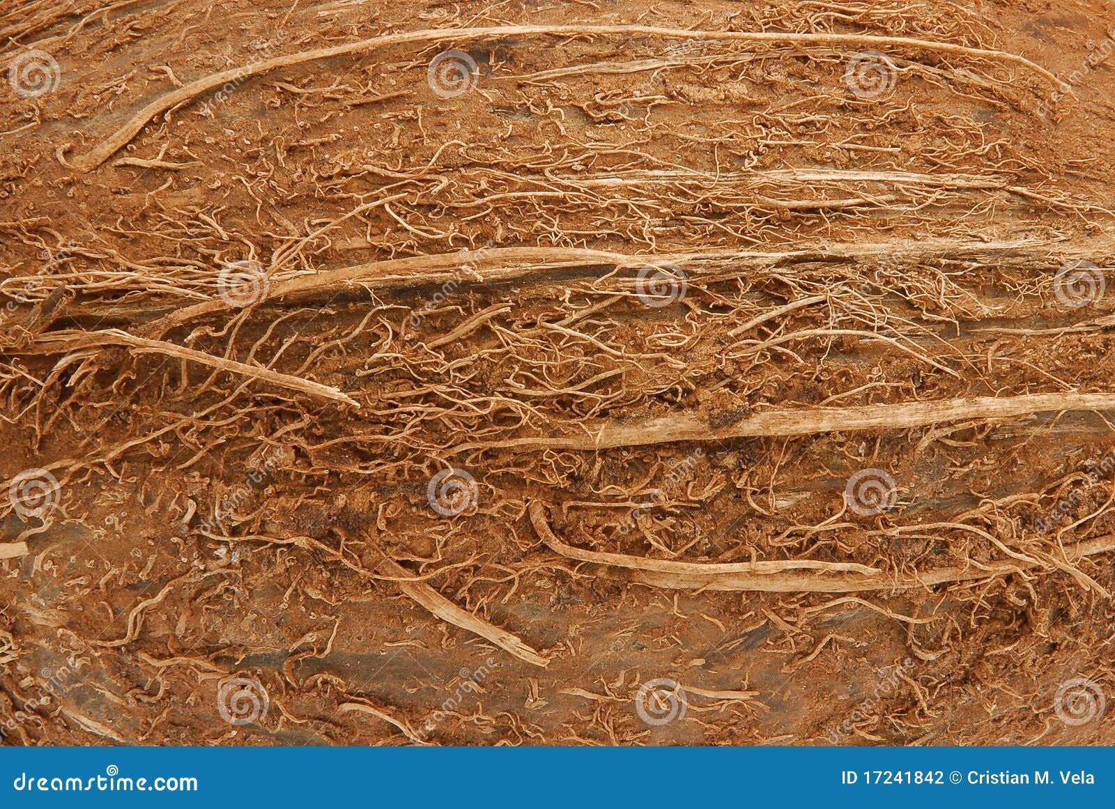 Coconut texture stock photo. Image of rough, coconut - 17241842