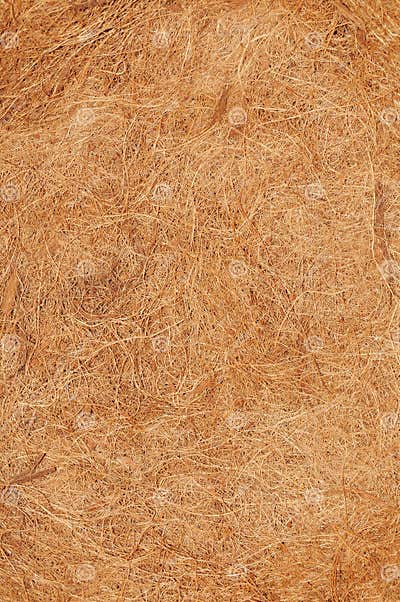 Coconut texture stock photo. Image of details, fibre - 20045700