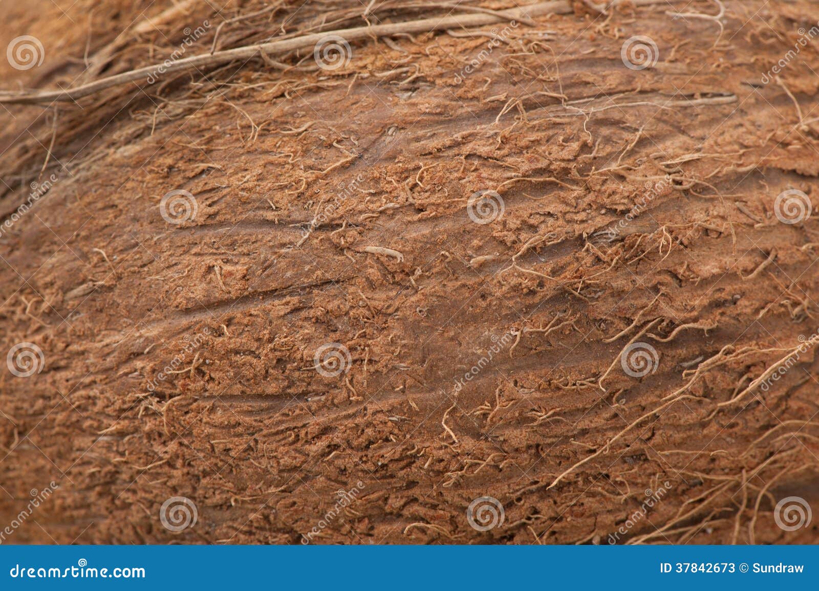 Coconut texture stock image. Image of edible, natural - 37842673