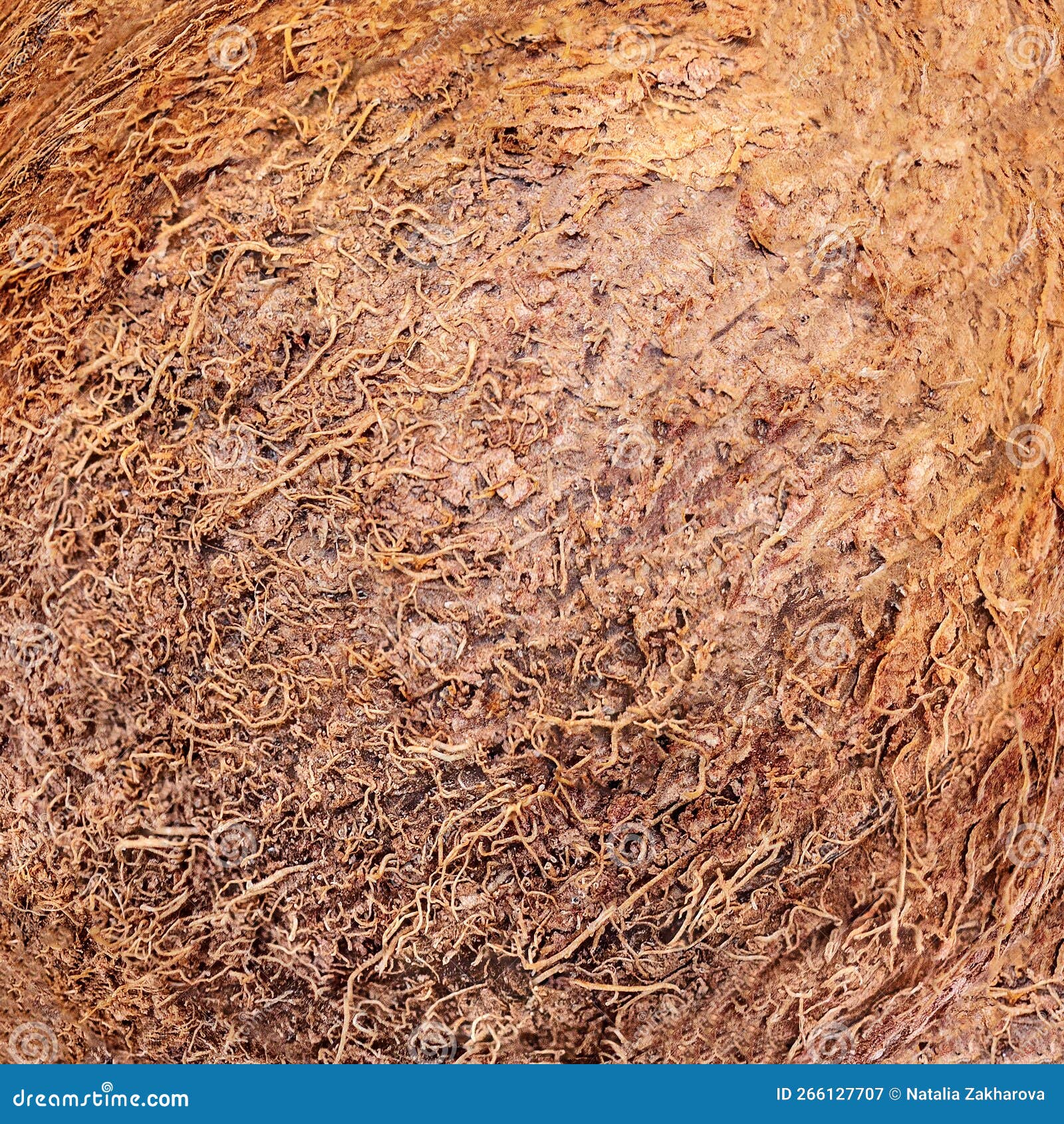 Coconut Texture As a Background. Fresh Whole Hairy Coconut Close Up ...