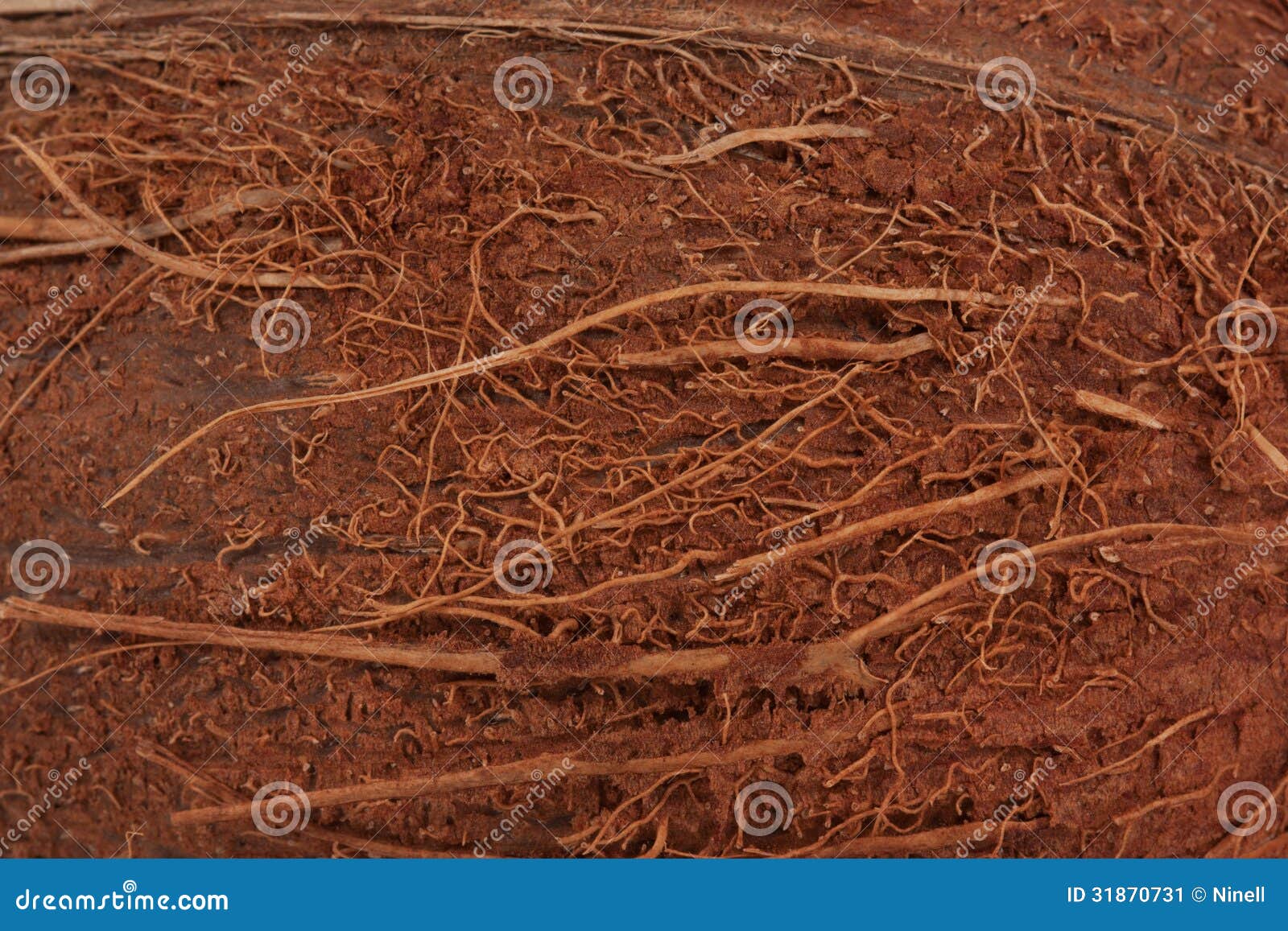 Coconut stock image. Image of coco, exotic, healthy, liquid - 31870731