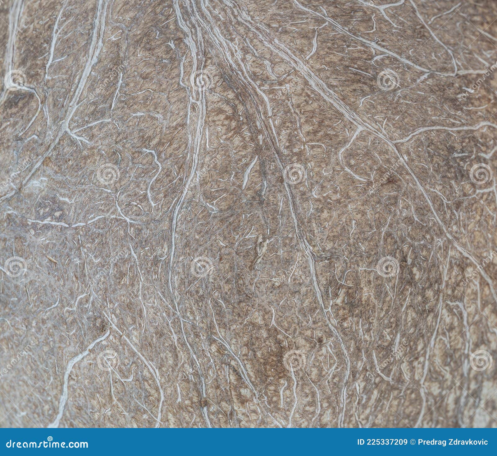 Coconut texture inside stock image. Image of health - 225337209