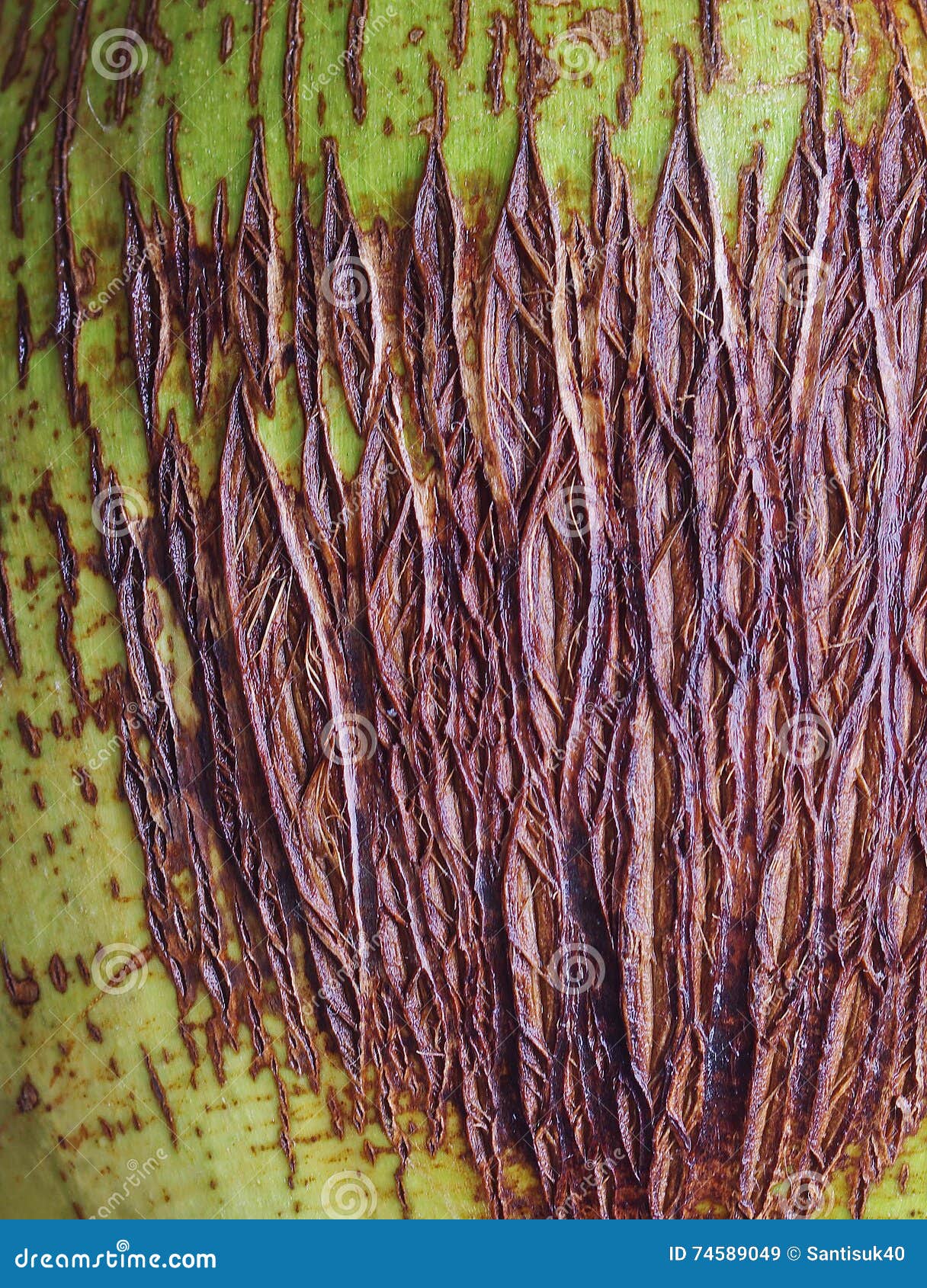 Coconut texture stock image. Image of grow, fresh, background - 74589049