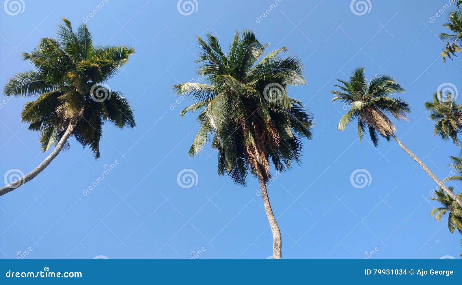 Coconut stock photo. Image of coconut, three, trees, blue - 79931034