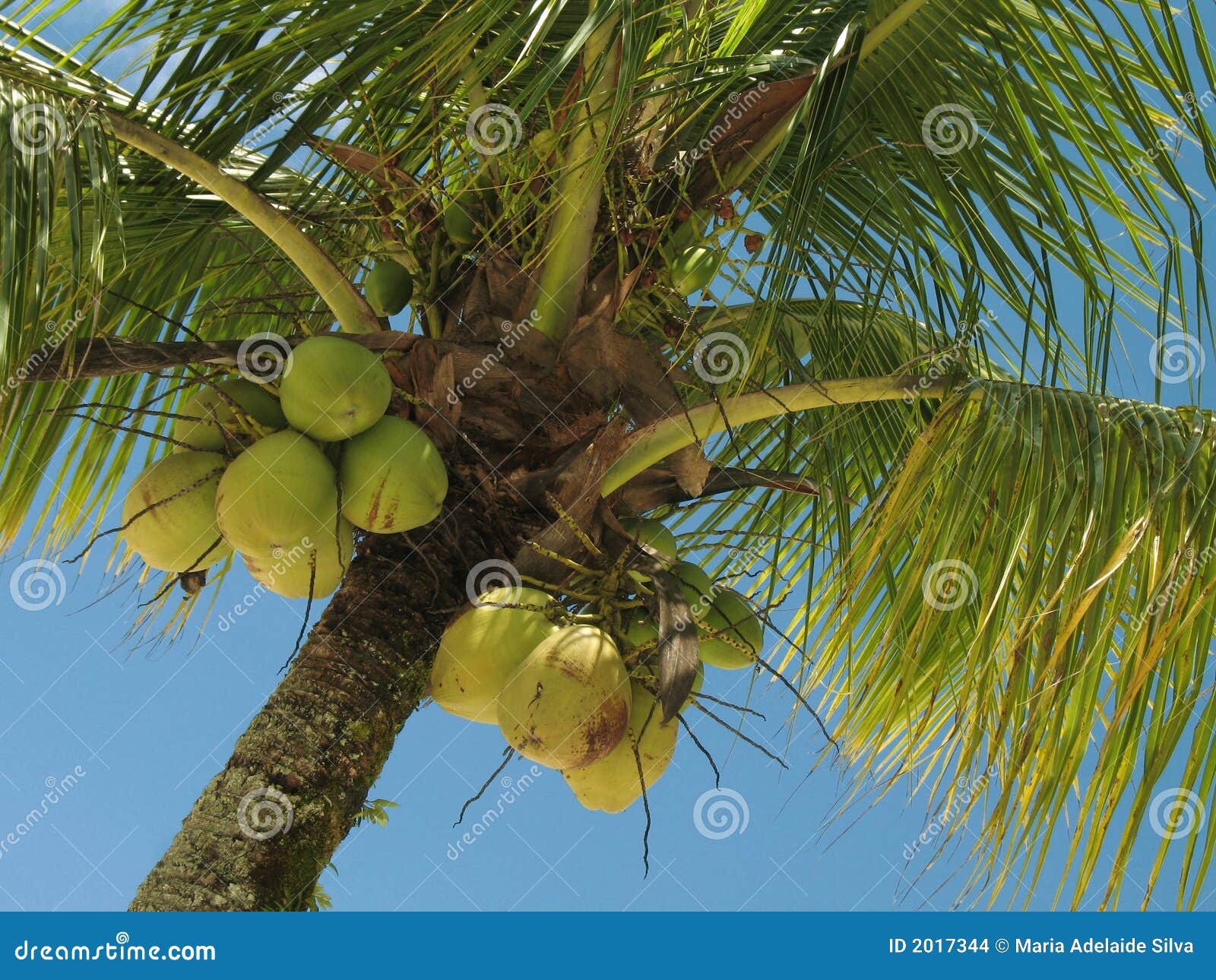 Coconut Tree On The Tree Stock Photography | CartoonDealer.com #141272360