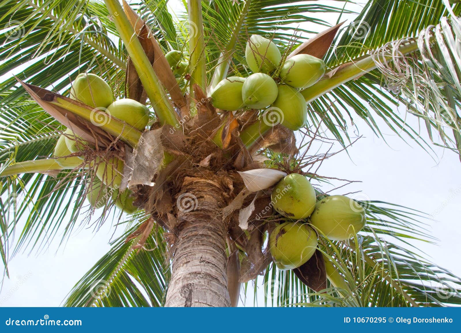 Coconut tree stock image. Image of sunshine, juicy, tree - 10670295