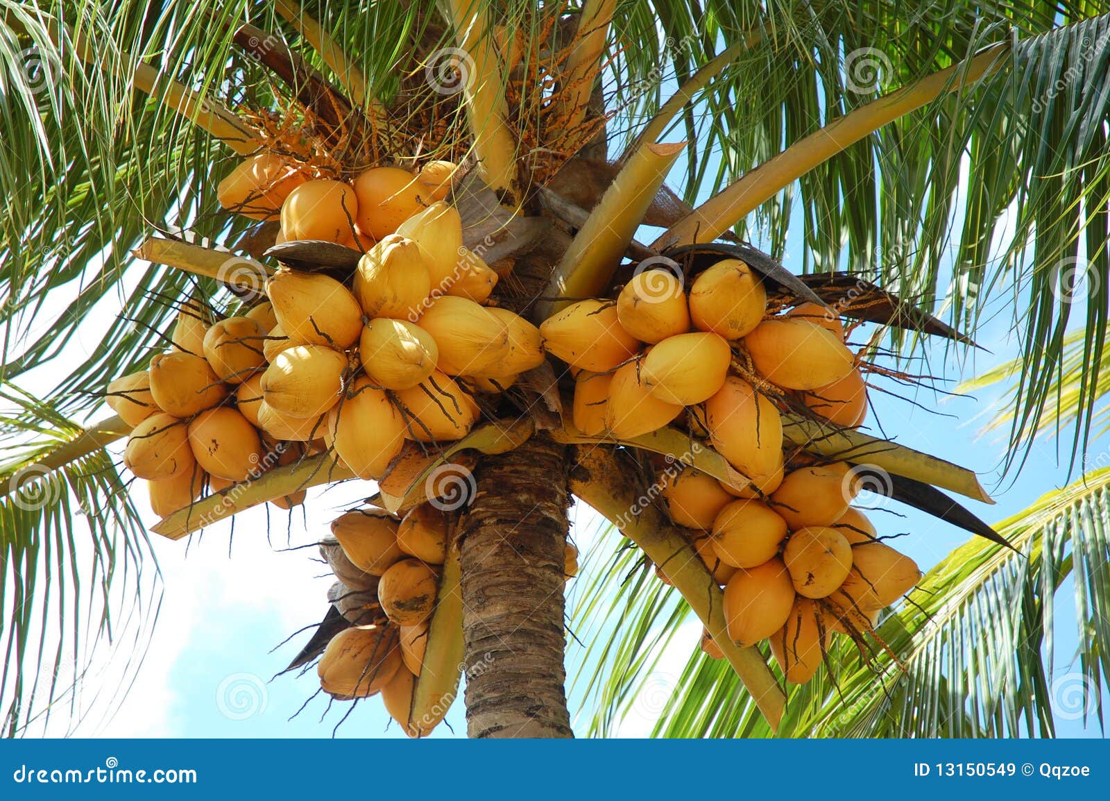 Sun Set Coconut Tree Silhouette Stock Image | CartoonDealer.com #50500801