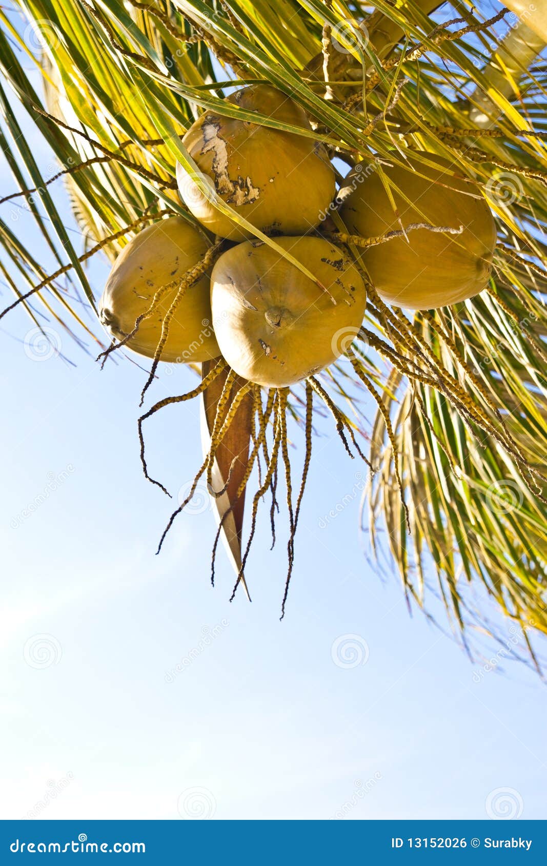 Coconut tree stock photo. Image of blue, color, beach - 13152026