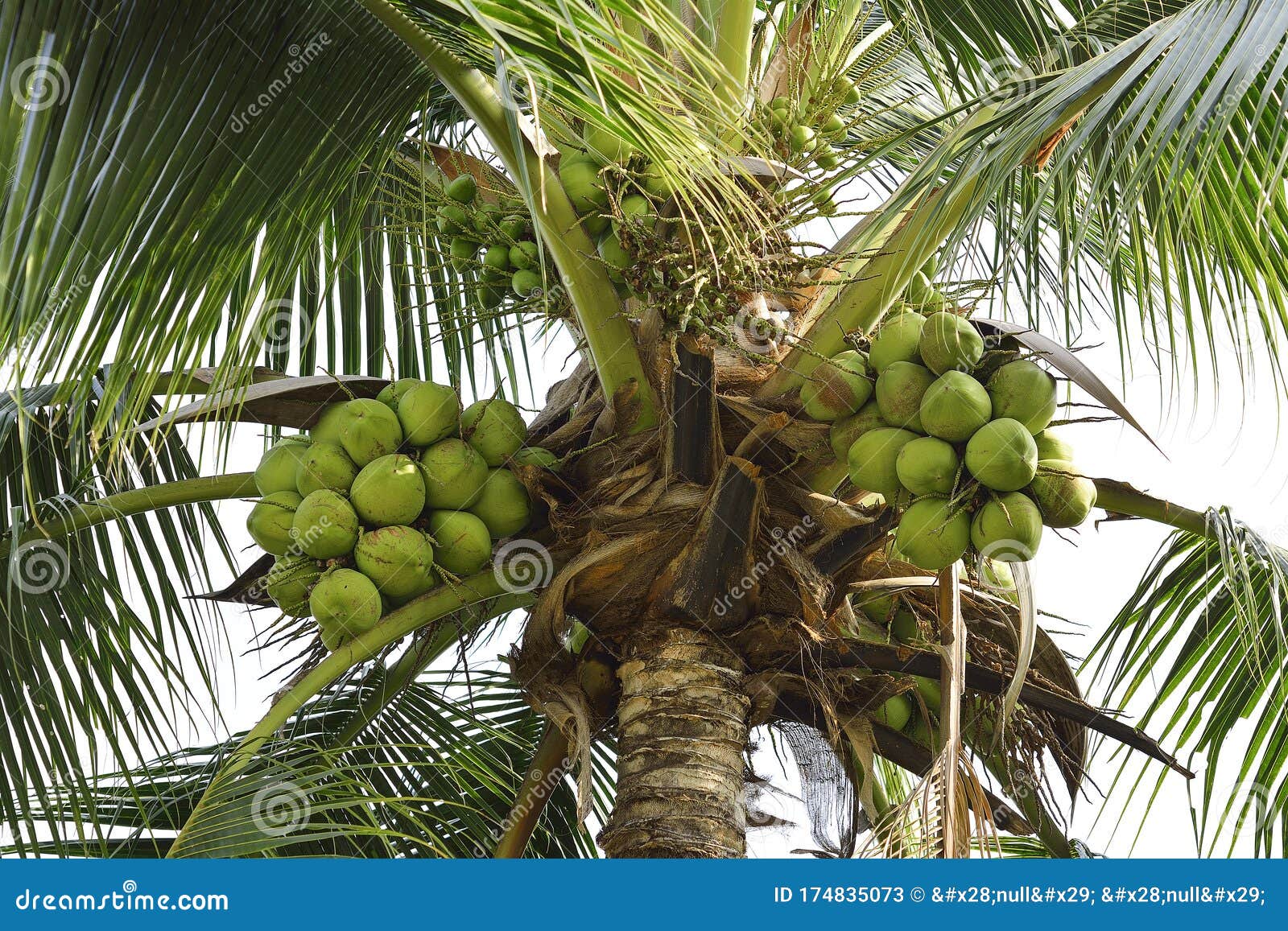 Coconut on coconut tree. stock image. Image of growth - 174835073