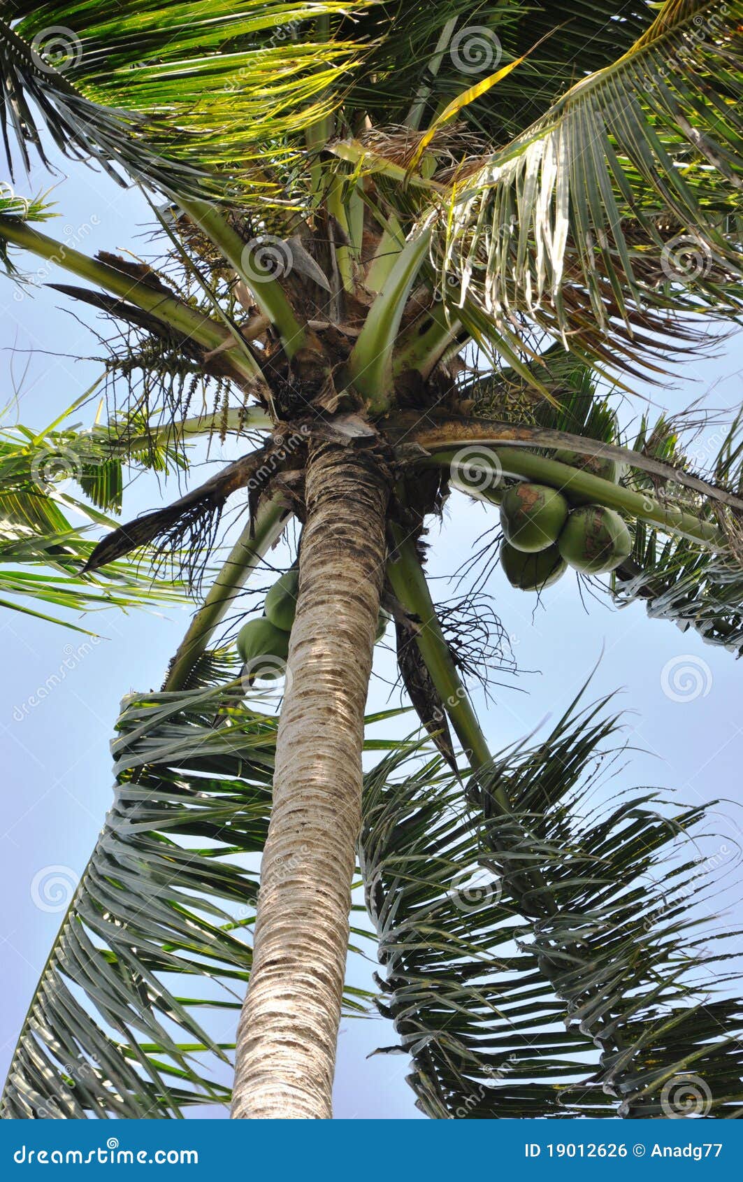 Coconut tree stock photo. Image of palm, cream, delicious - 19012626