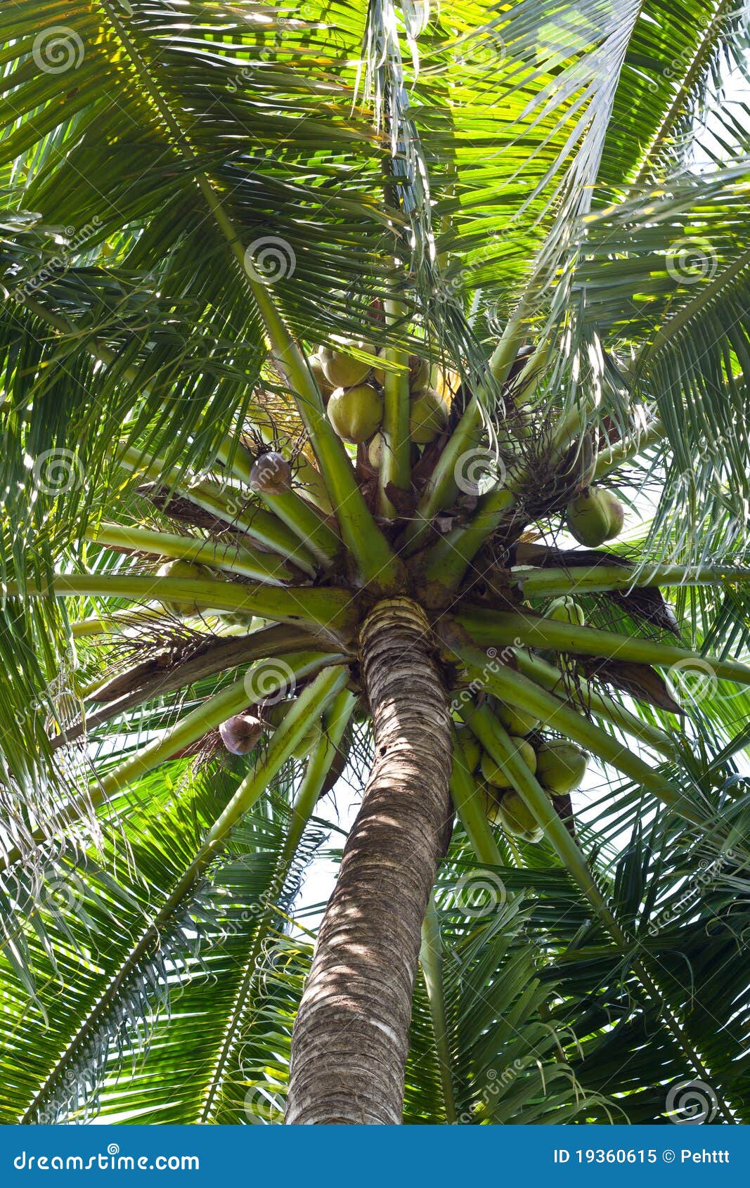Coconut on tree stock image. Image of climate, coco, fruit - 19360615