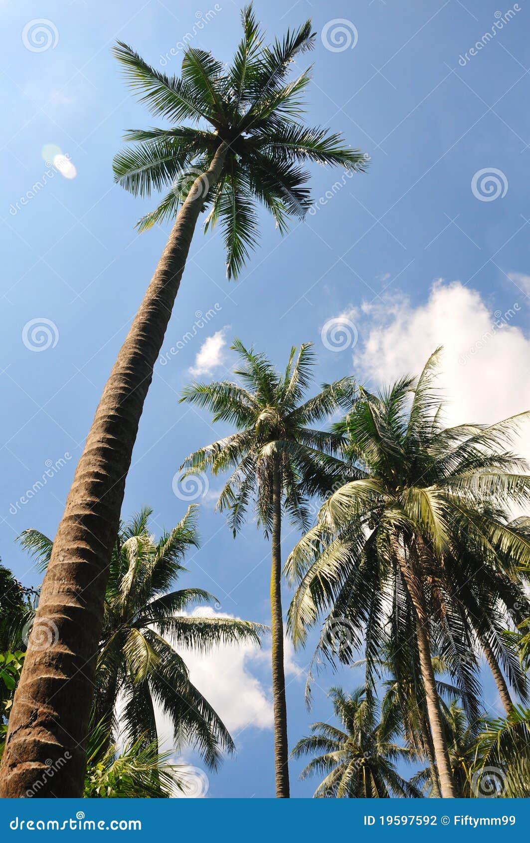 Coconut tree stock photo. Image of tropical, trunk, paradise - 19597592