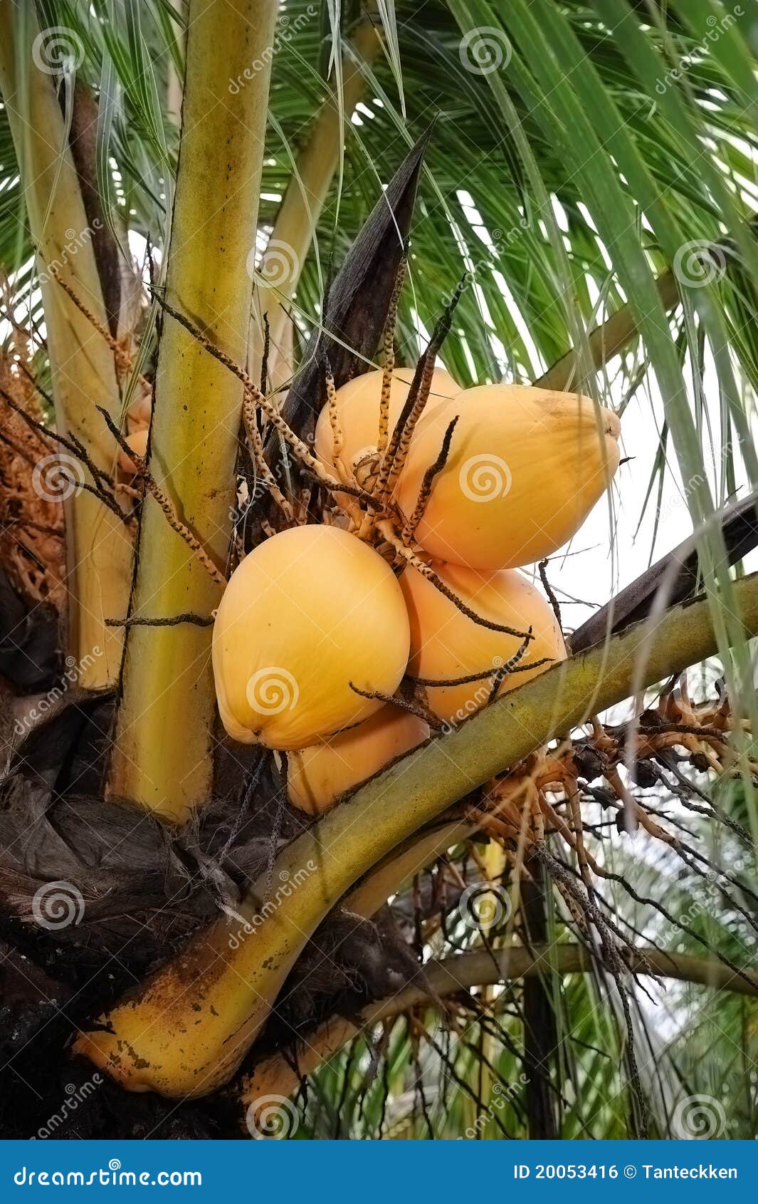 Coconut Tree stock photo. Image of agriculture, garden - 20053416