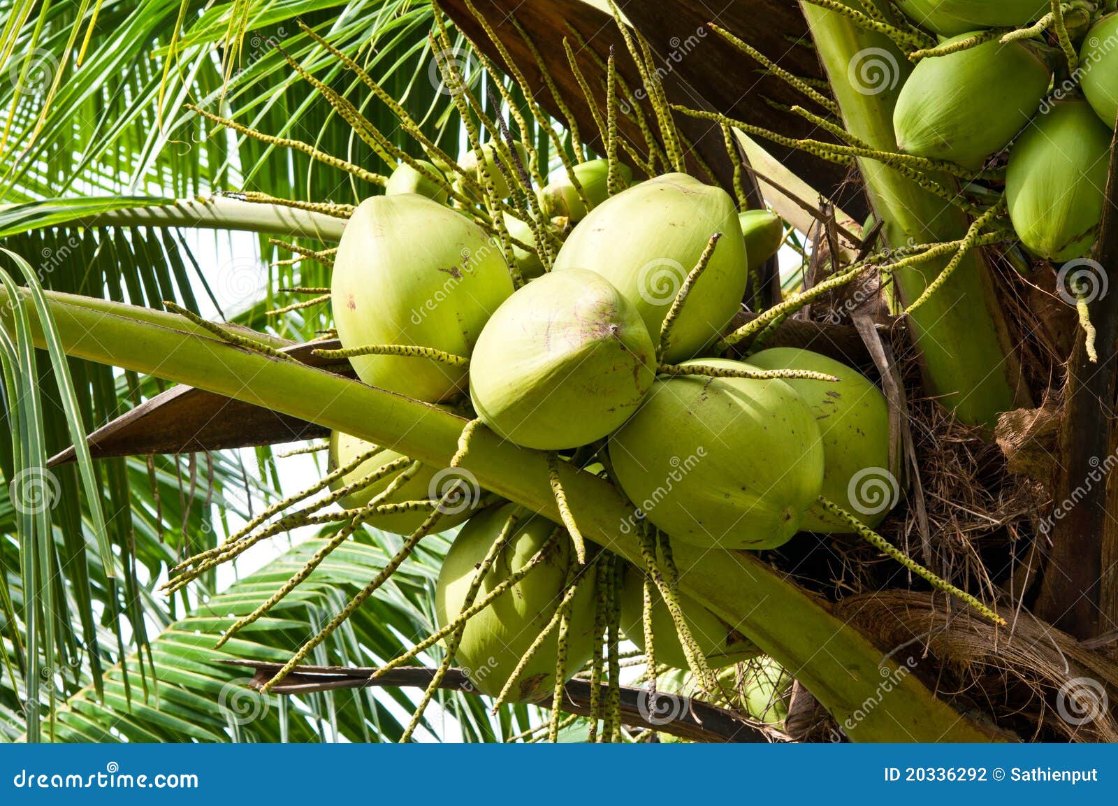 Coconut on tree stock photo. Image of verdant, tourism - 20336292