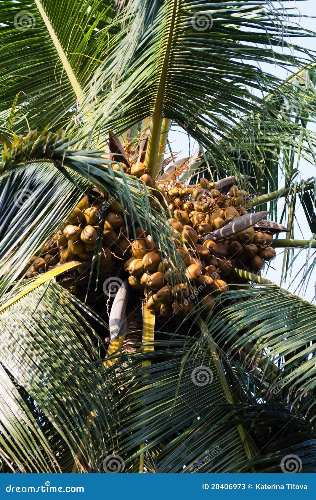 Coconut tree stock image. Image of flora, outdoor, palm - 20406973