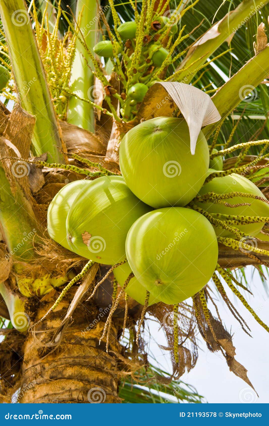 Coconut on tree stock photo. Image of tree, branch, palm - 21193578