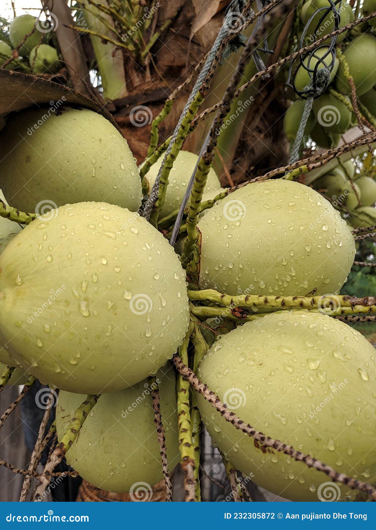 Coconut on tree stock photo. Image of plant, crop, yellow - 232305872