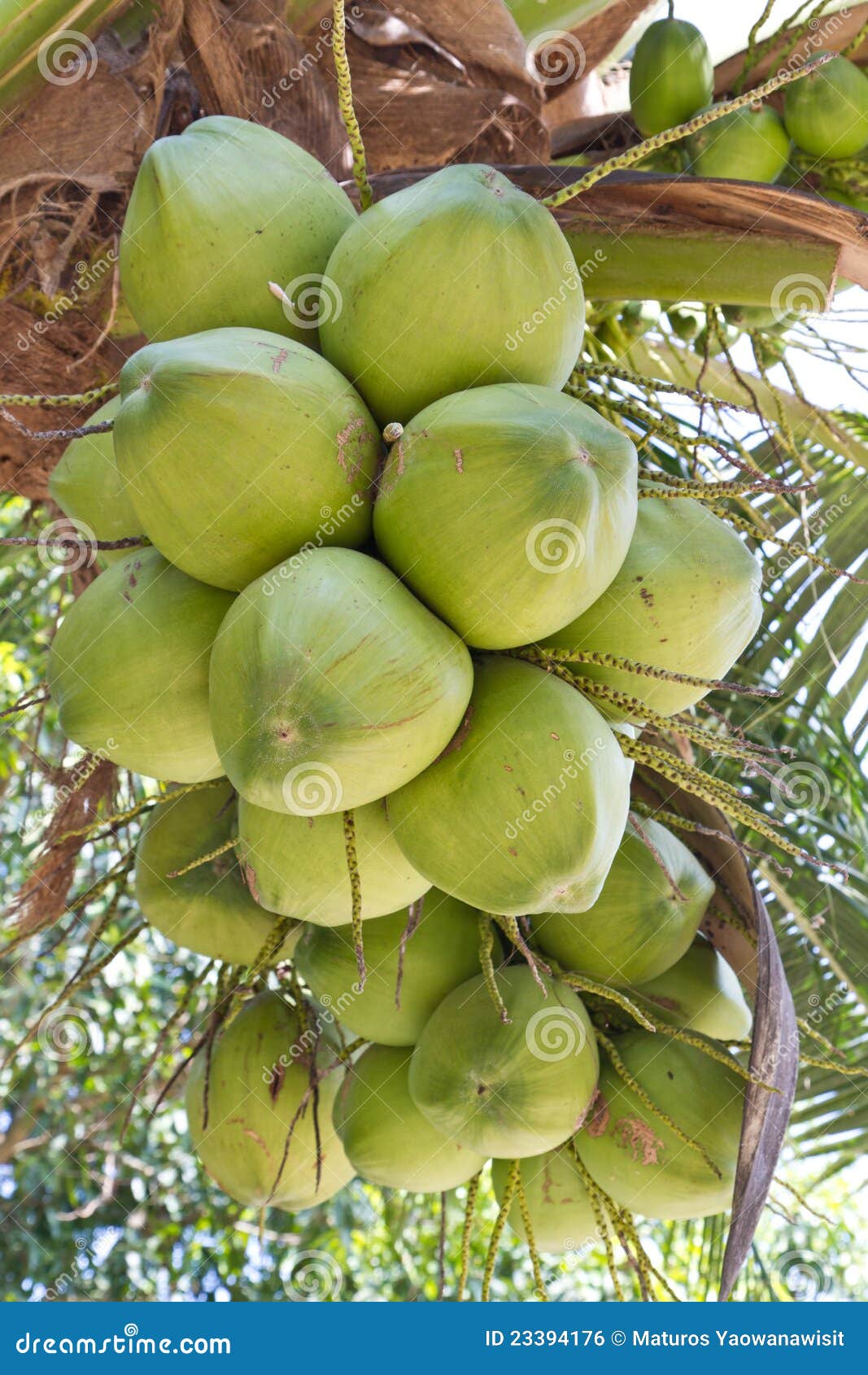 Coconut tree stock photo. Image of food, broken, backdrop - 23394176