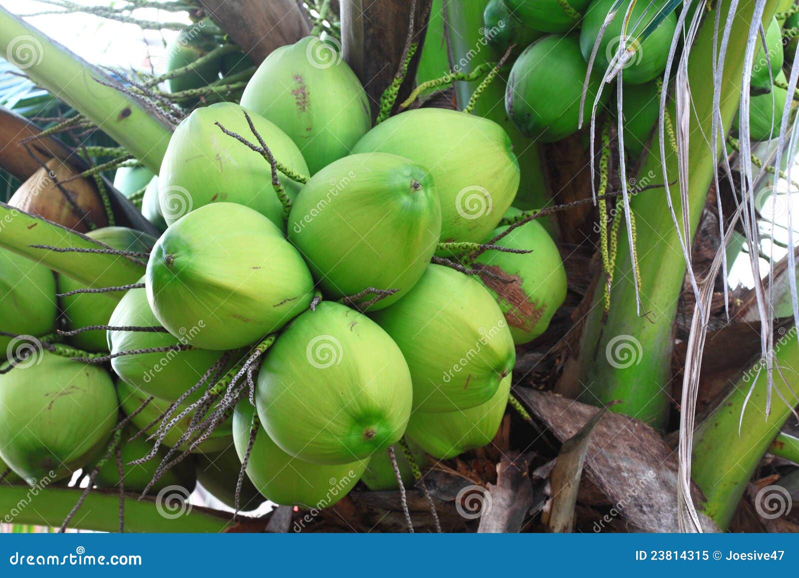 Coconut on tree stock image. Image of hanging, decoration - 23814315