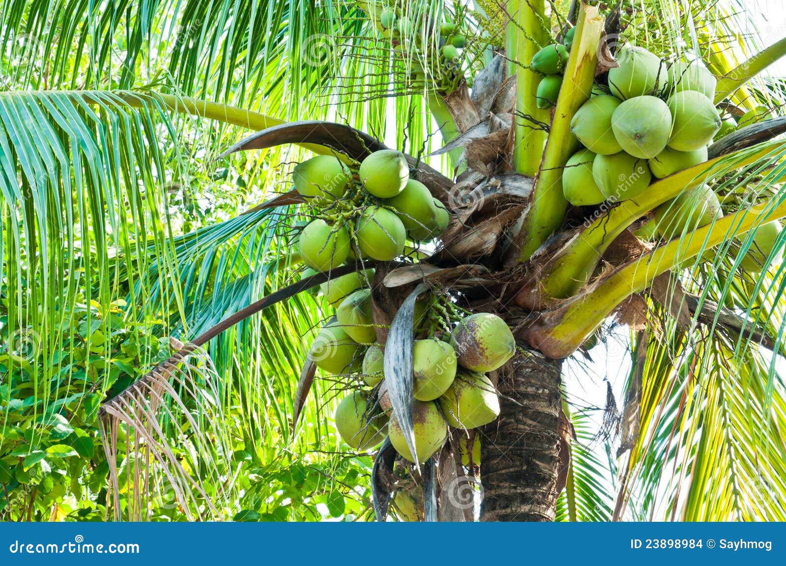 Coconut Tree stock photo. Image of forest, fruit, close - 23898984