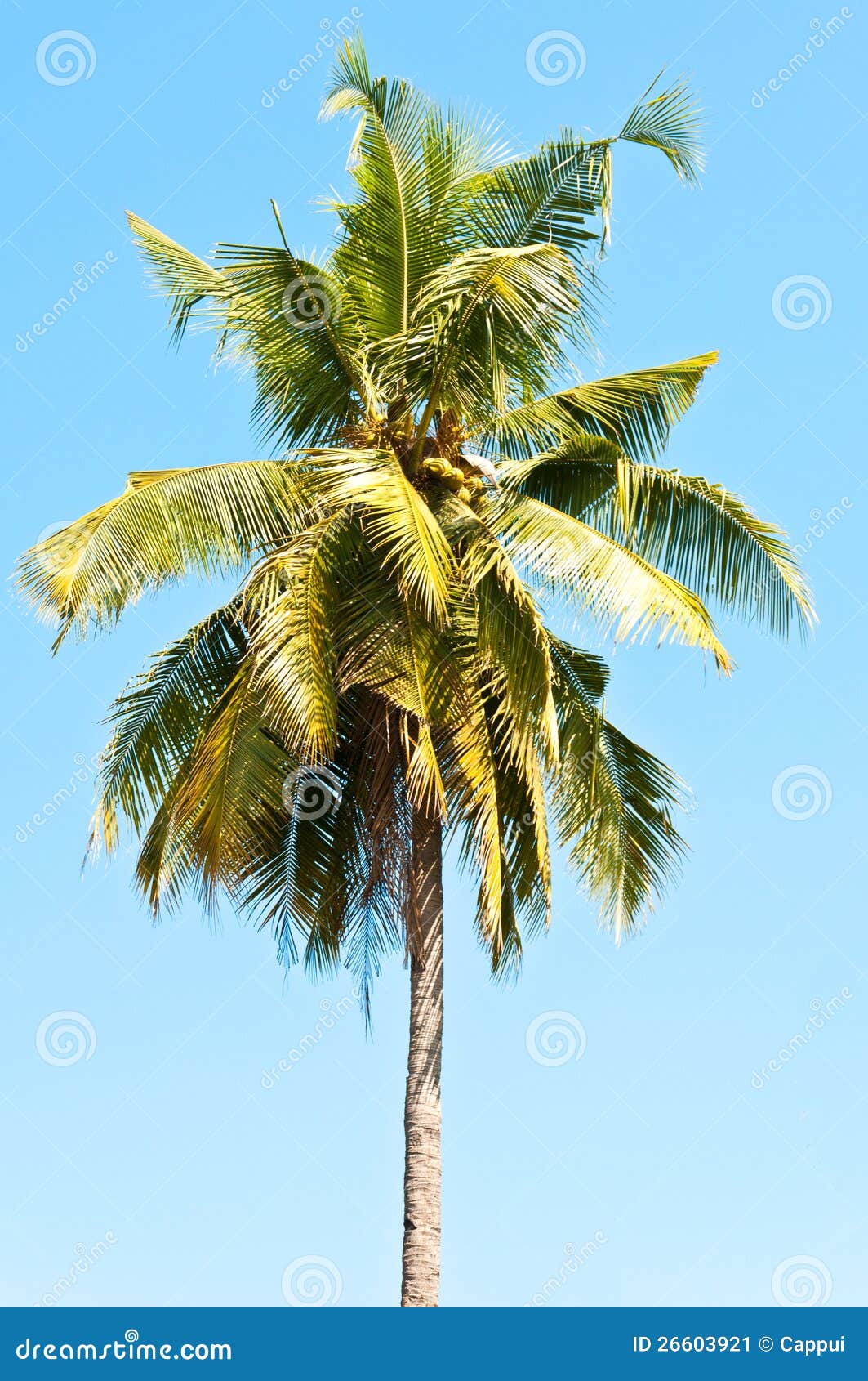 Coconut tree stock image. Image of farm, natural, bunch - 26603921
