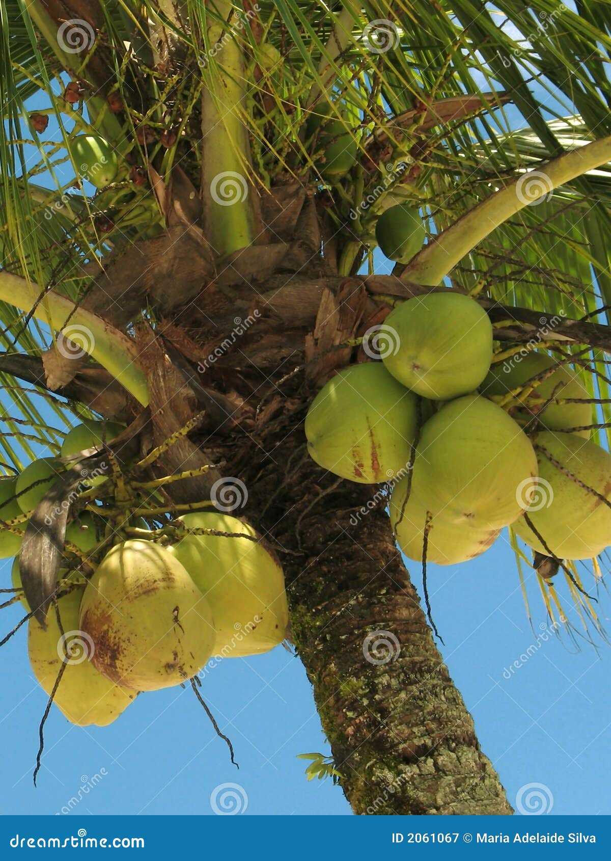 Coconut tree - 3 stock image. Image of coco, coconut, digestive - 2061067