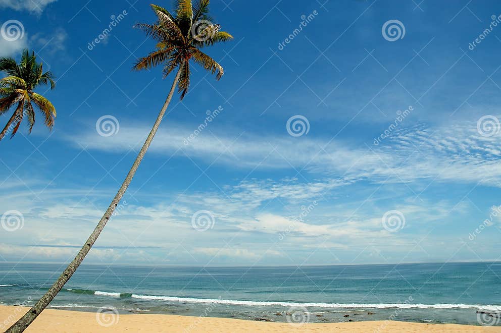 Coconut tree stock photo. Image of holiday, fossil, sandy - 329342