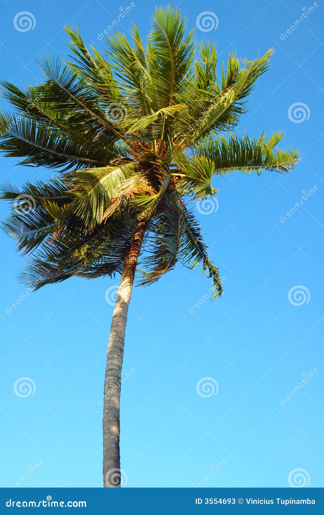 Coconut Tree stock image. Image of tropical, palm, tropic - 3554693