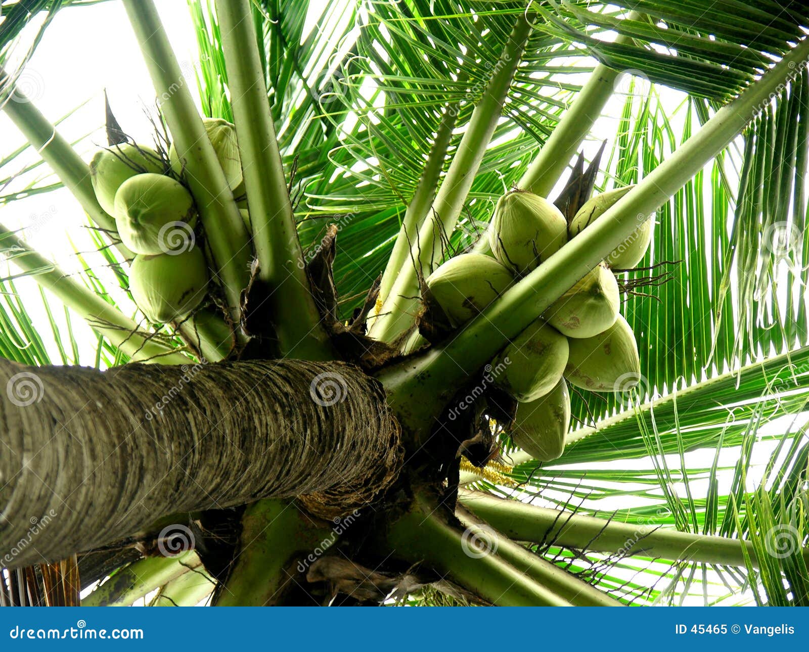 Coconut tree stock image. Image of hotel, coconut, leaves - 45465