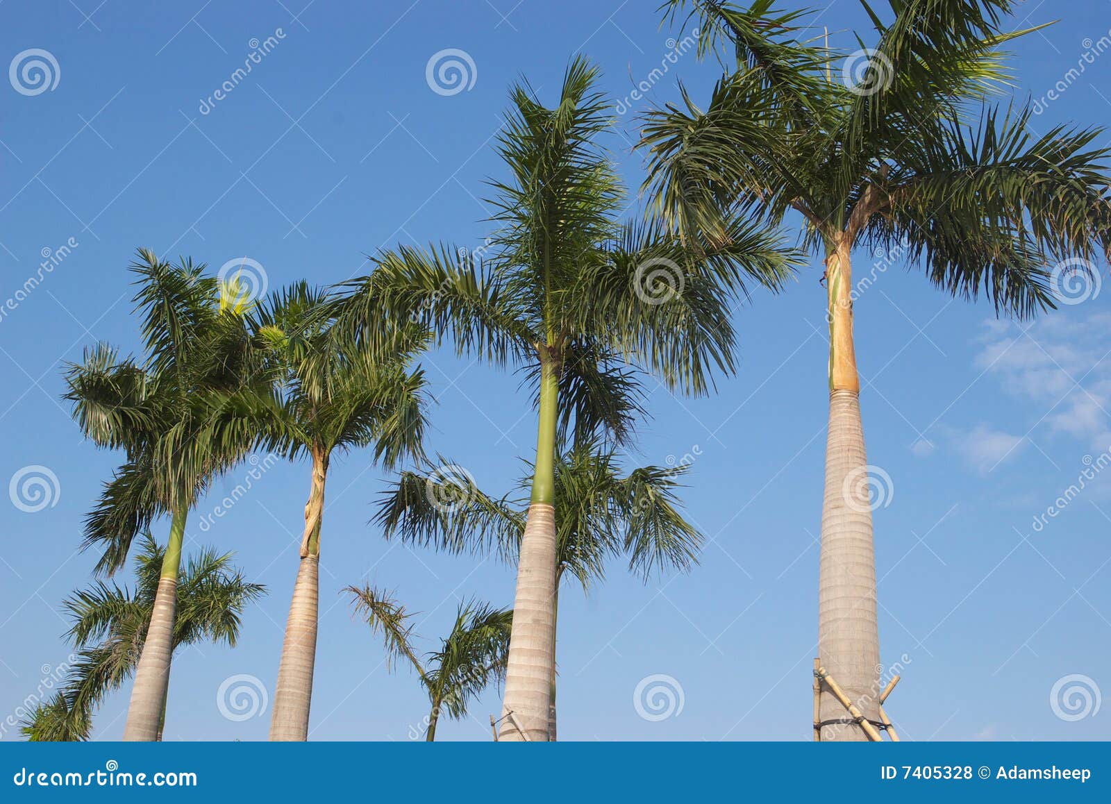 Coconut tree stock photo. Image of coconut, seaside, flaunt - 7405328