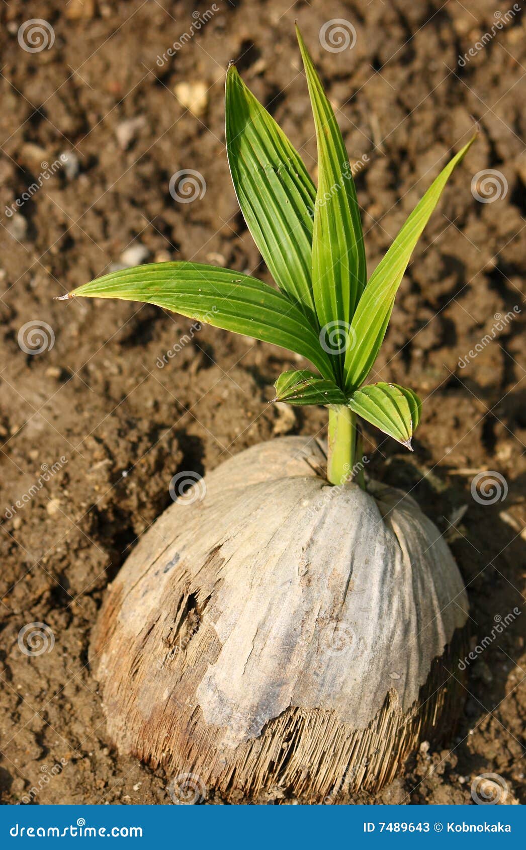 COCONUT TREE stock image. Image of baby, brown, growth - 7489643