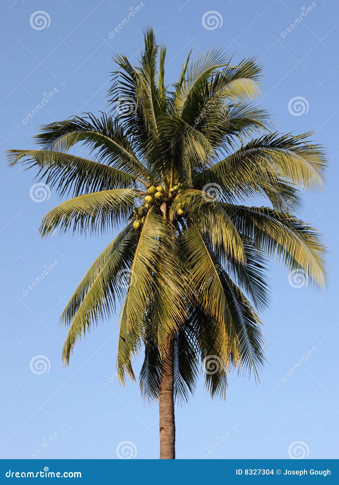 Coconut Tree stock photo. Image of palmtree, trunk, nucifera - 8327304