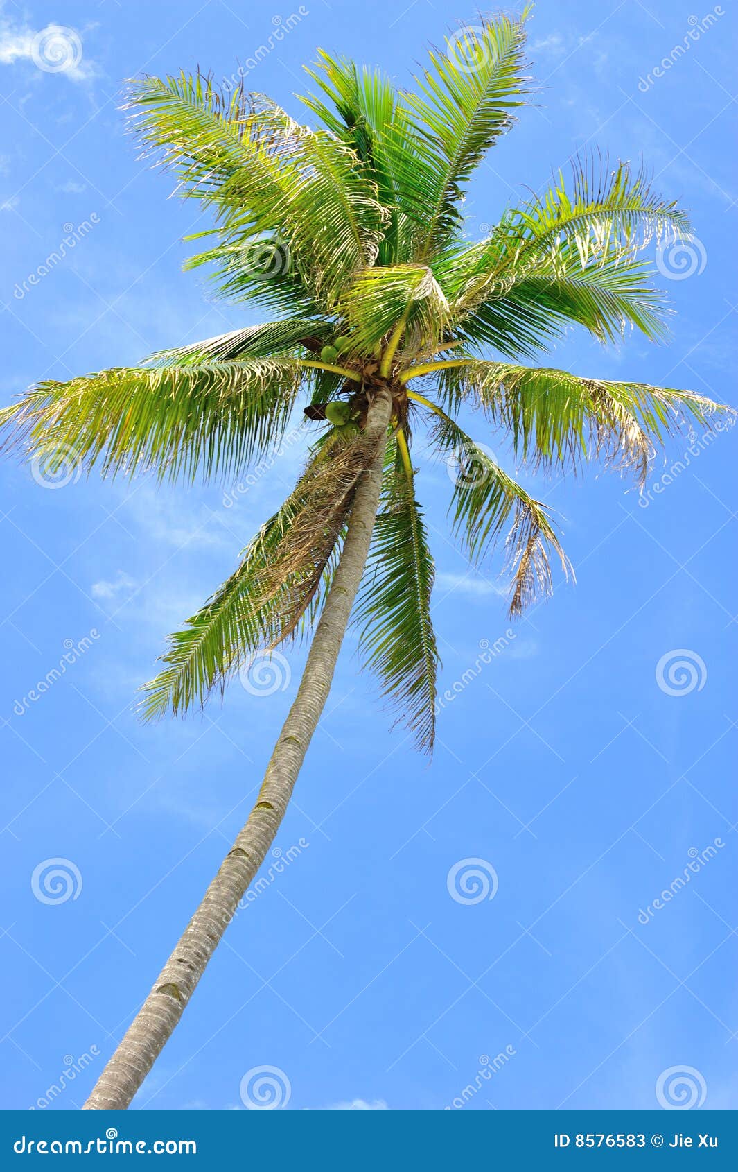 Coconut tree stock image. Image of eastern, plants, beautiful - 8576583