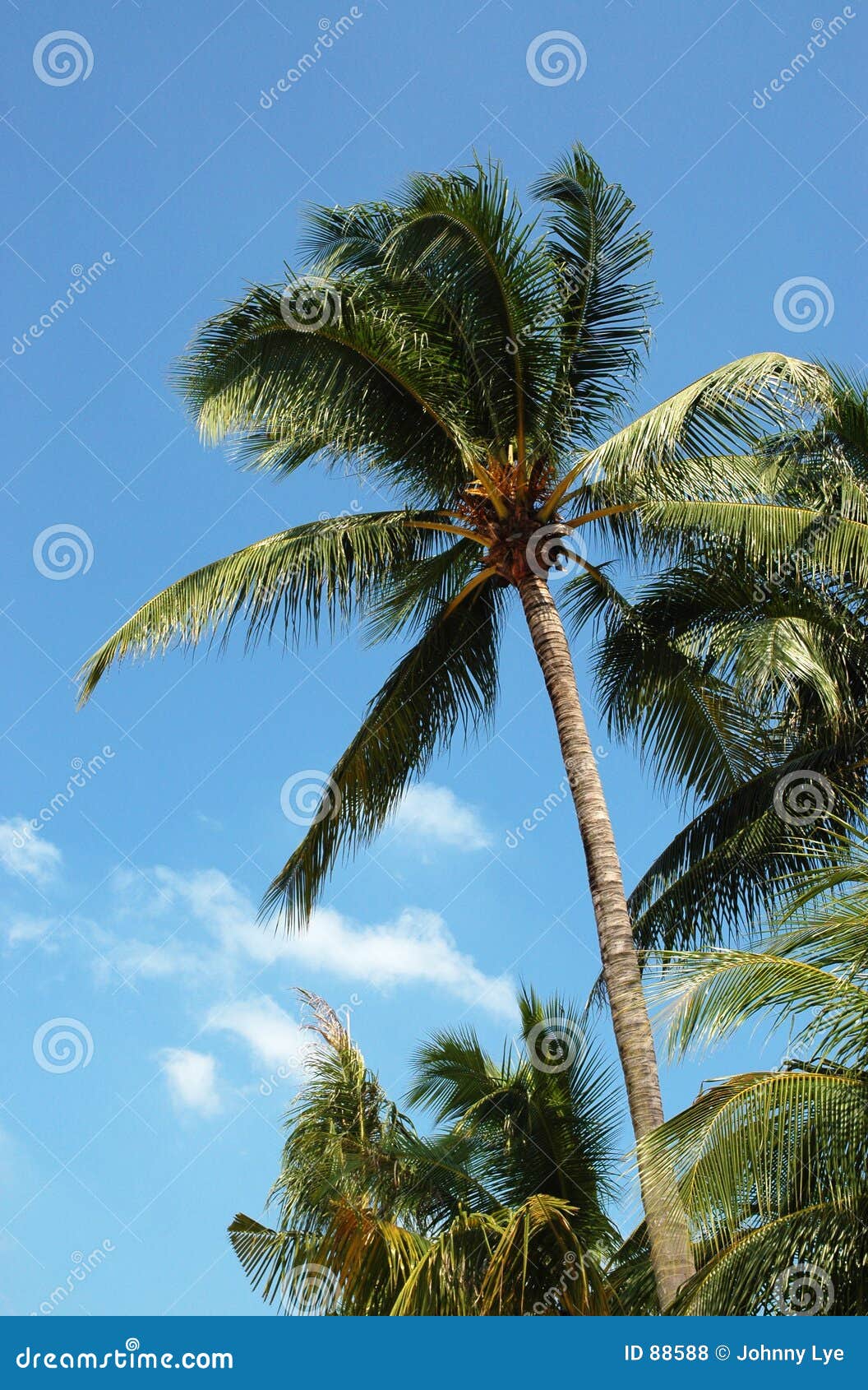 Coconut Tree stock photo. Image of flare, perspective, diagonal - 88588