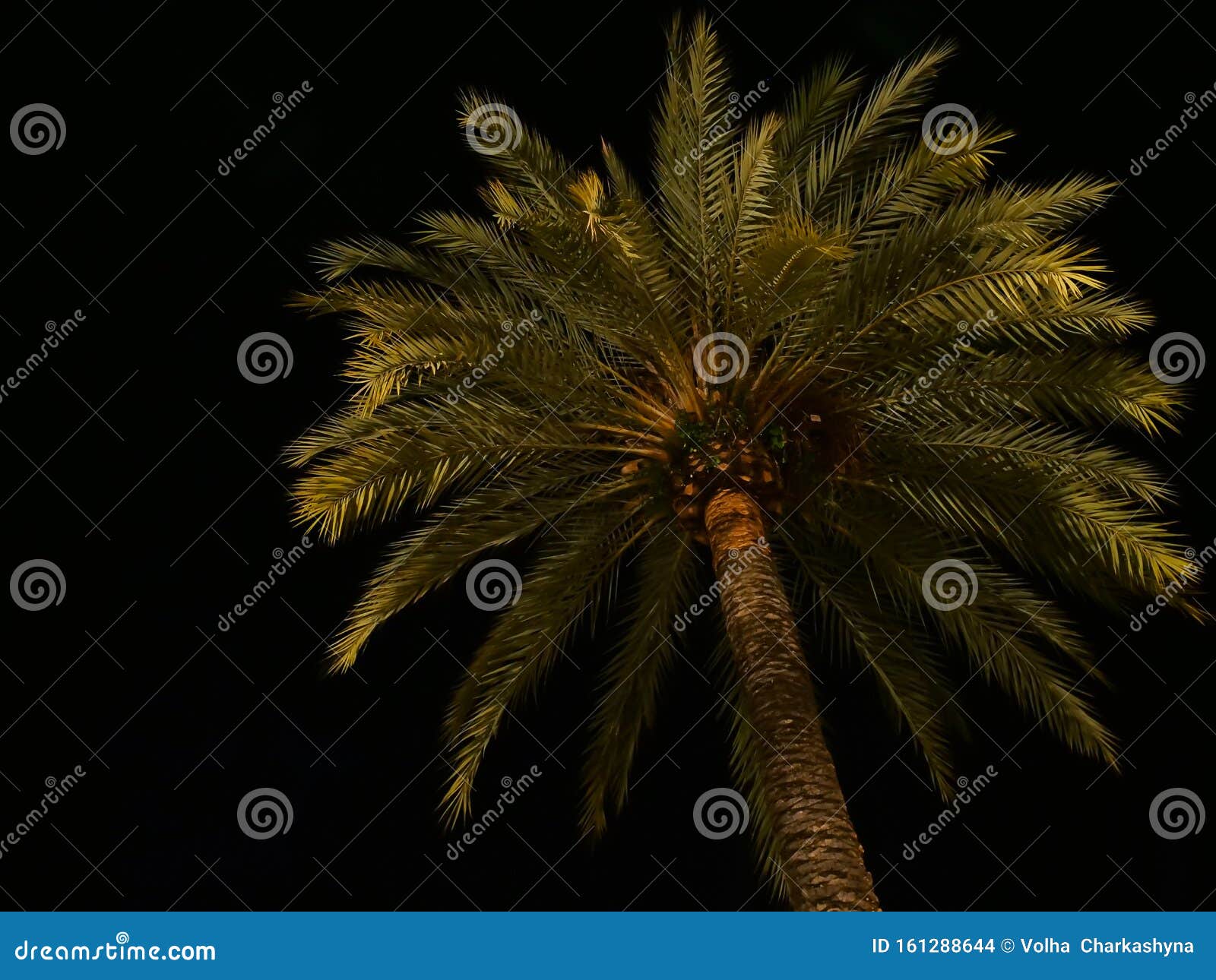 Coconut Tree Against the Black Night Sky Stock Photo - Image of leaf ...