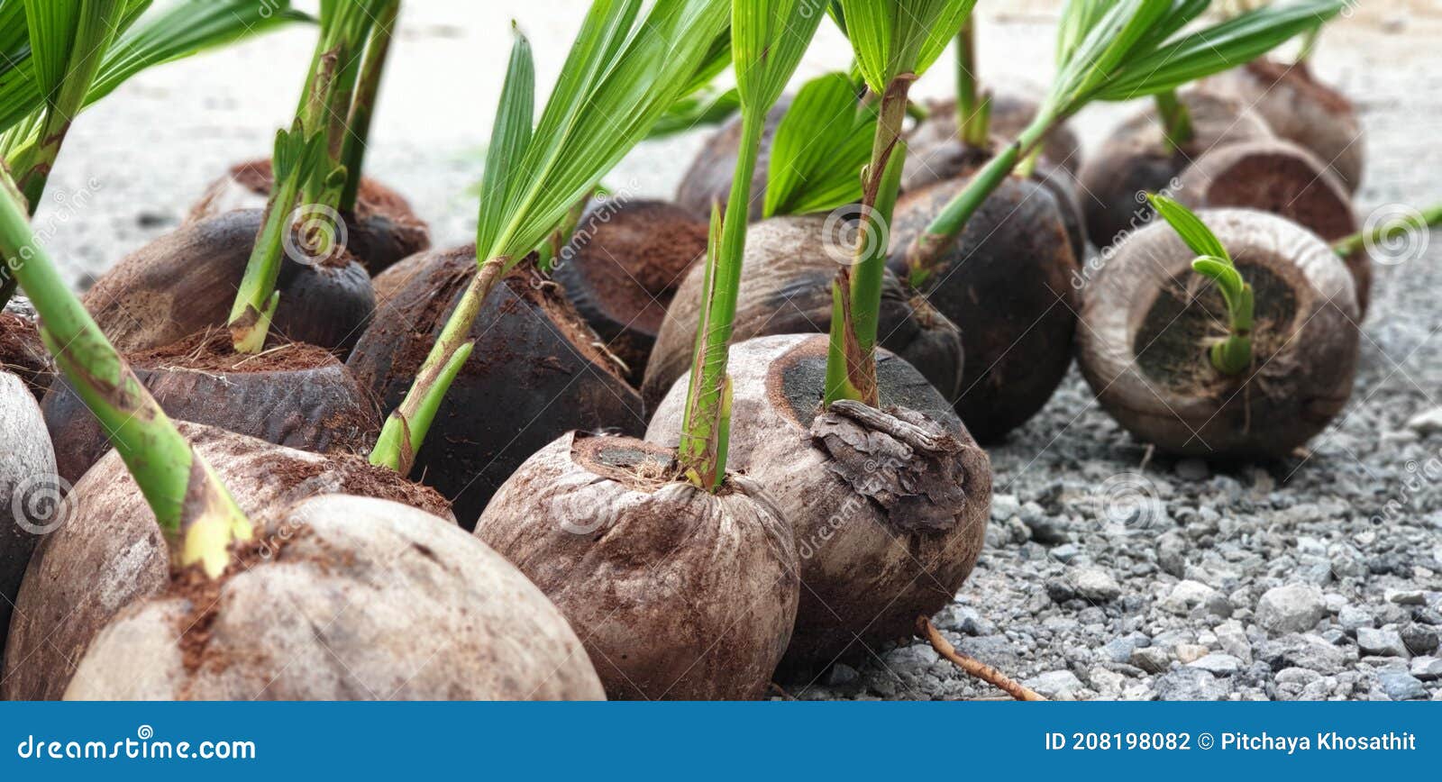 Coconut Stone Sapling Stock Photos - Free & Royalty-Free Stock Photos ...