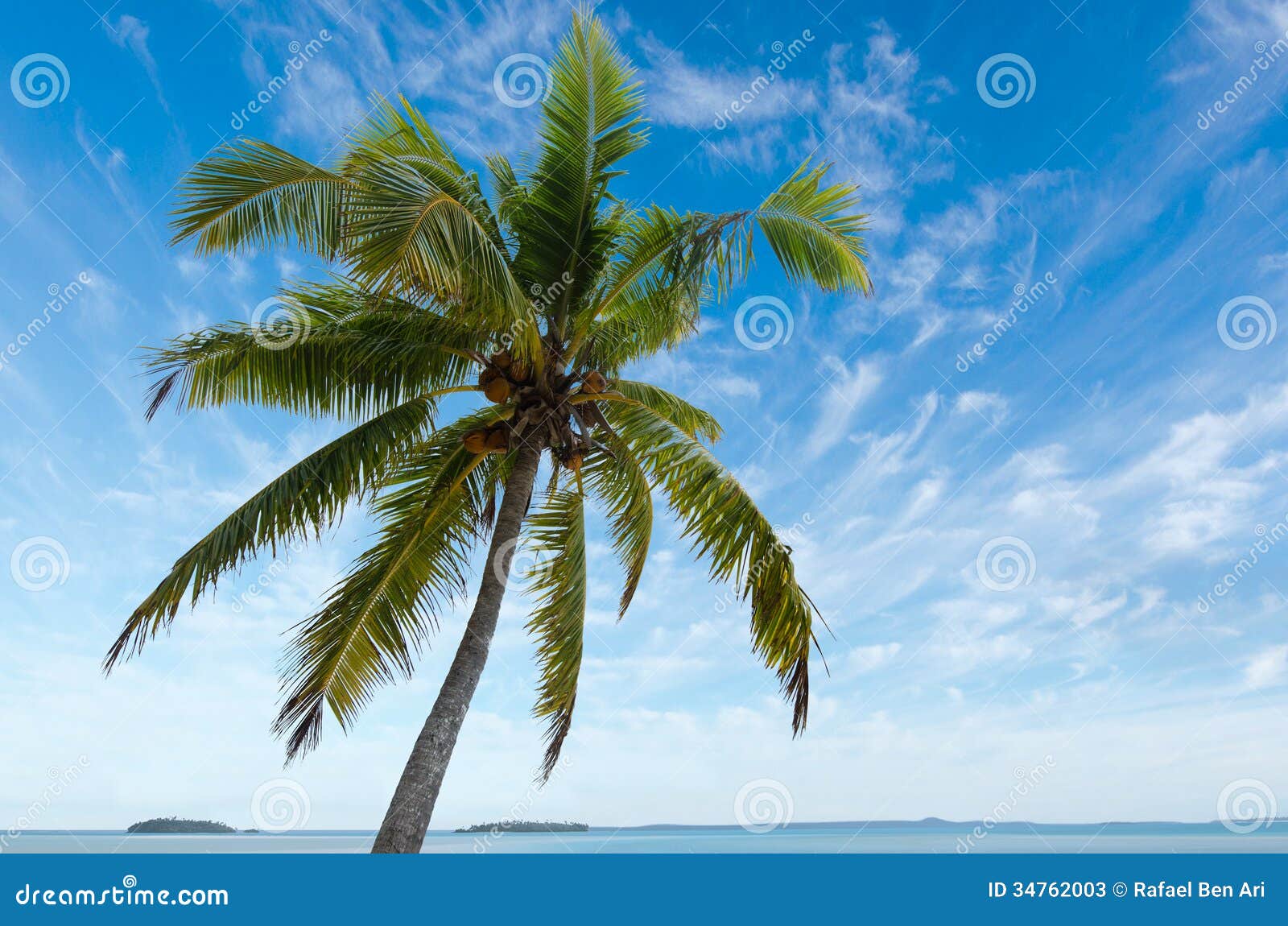 Coconut Tree in Aitutaki Lagoon Cook Islands Stock Image - Image of ...