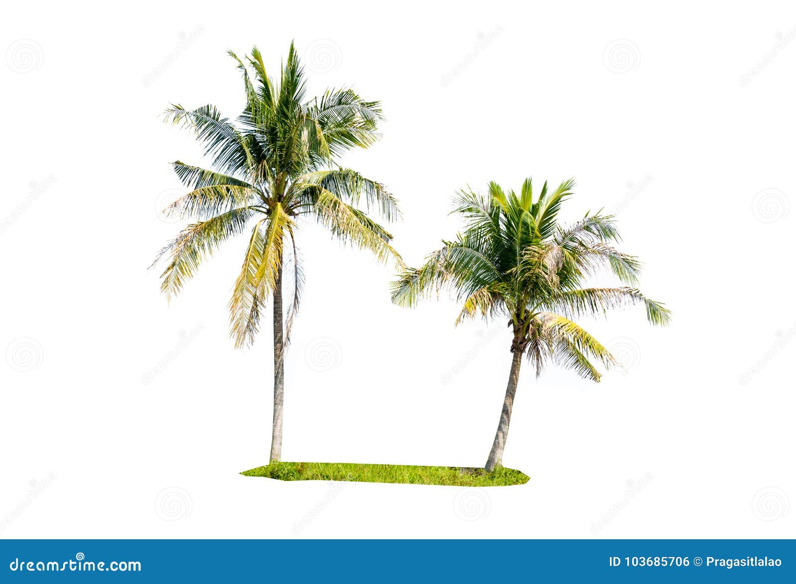 Coconut Tree Alone or Single on Isolate White Stock Photo - Image of ...