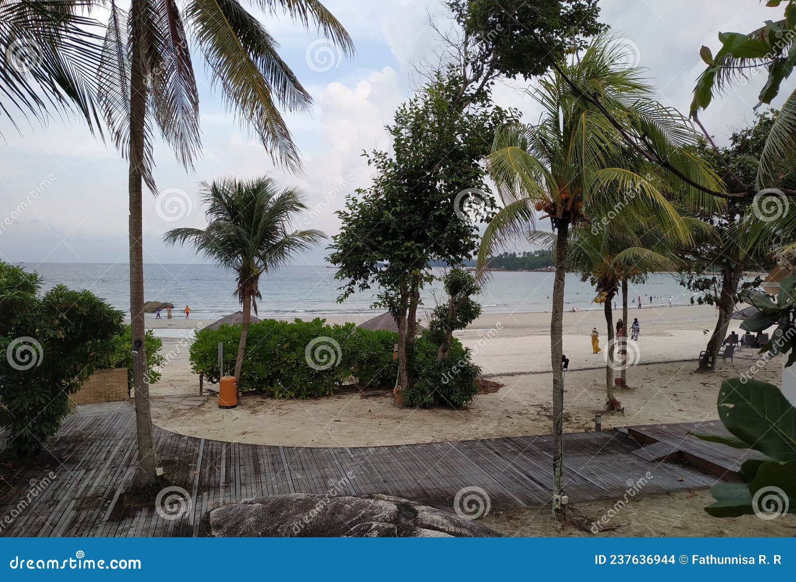 COCONUT TREE ALONG the BEACH Stock Photo - Image of walkway, vacation ...
