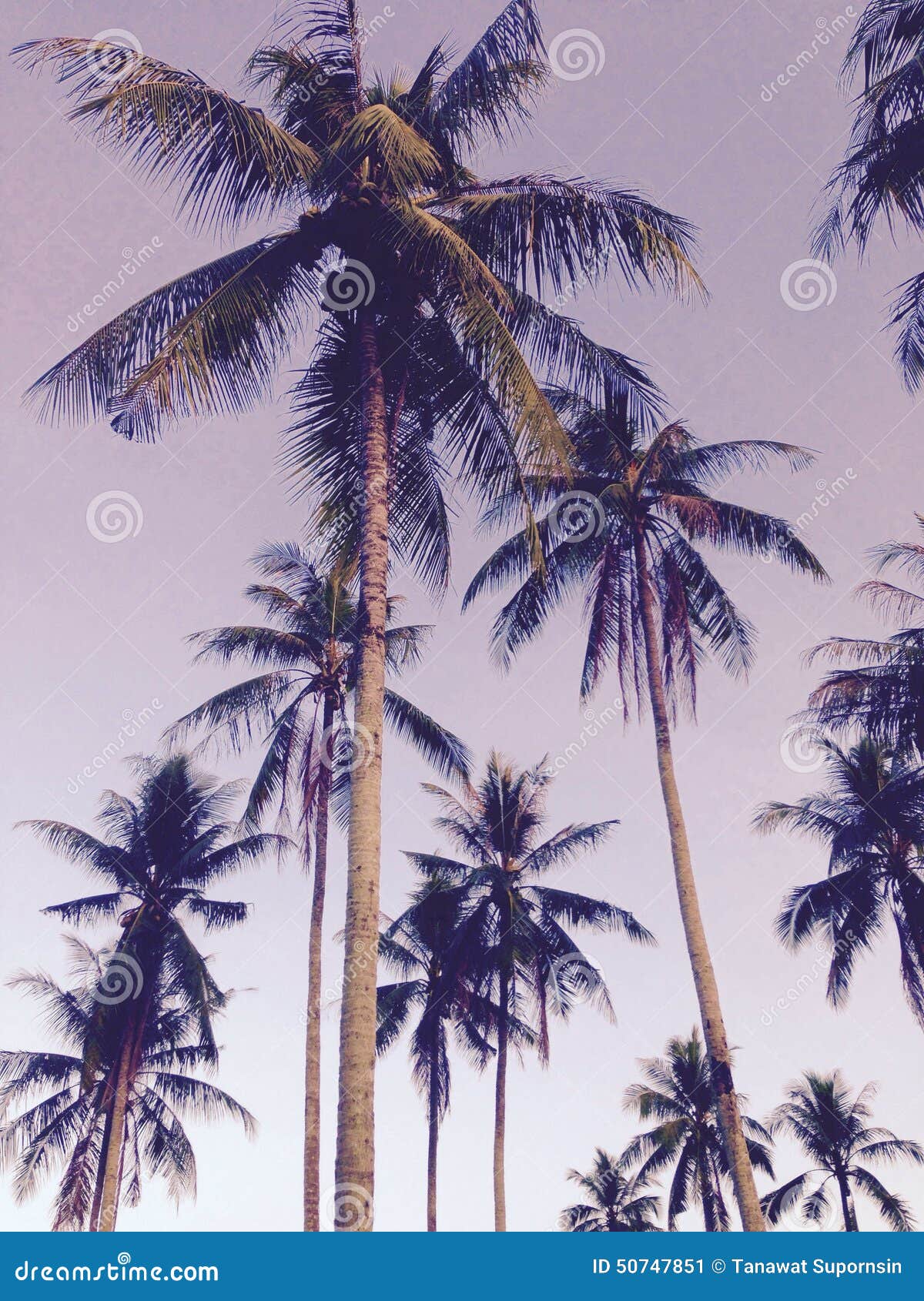 Coconut Tree Art Idea Wallpaper and Background Stock Image - Image of ...