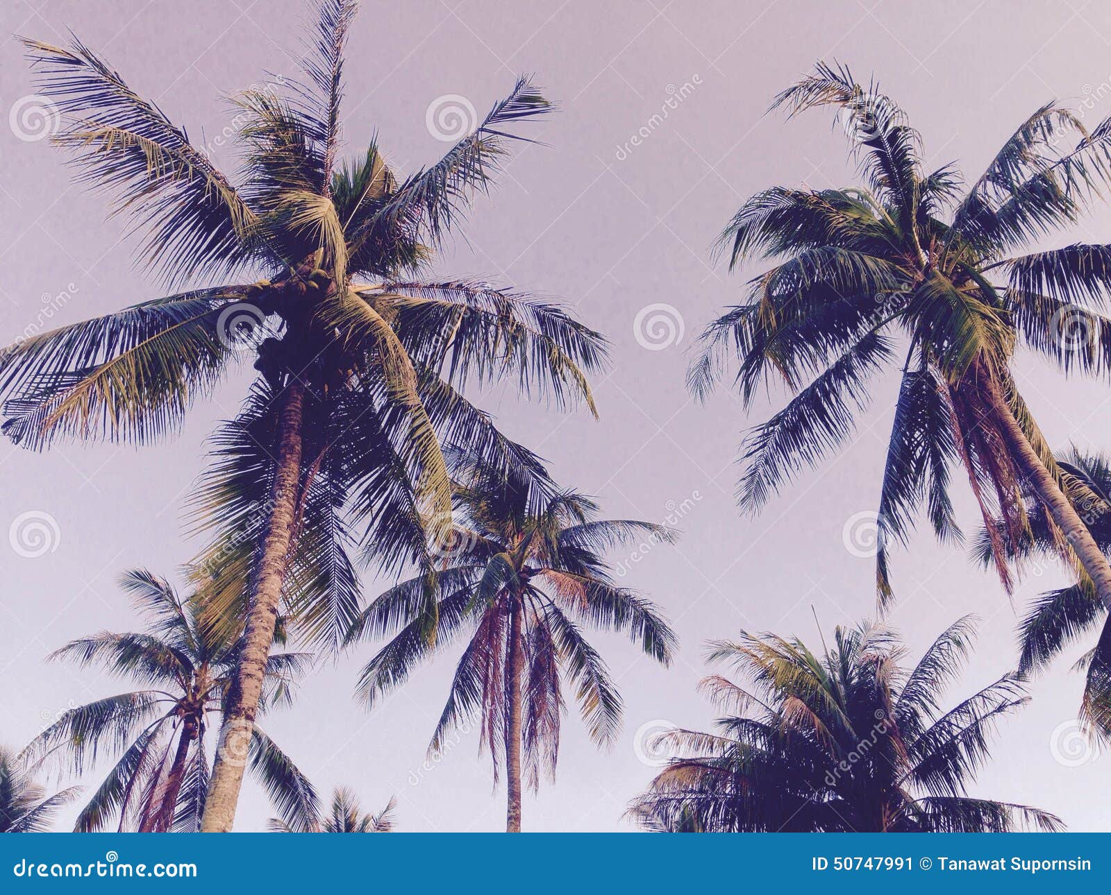 Coconut Tree Art Idea Wallpaper and Background Stock Image - Image of ...