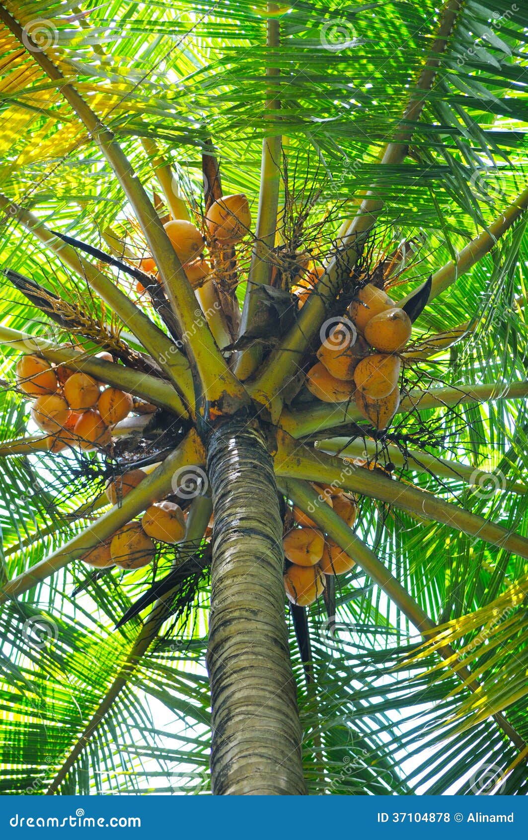 Coconut tree background stock photo. Image of green, foliage - 37104878