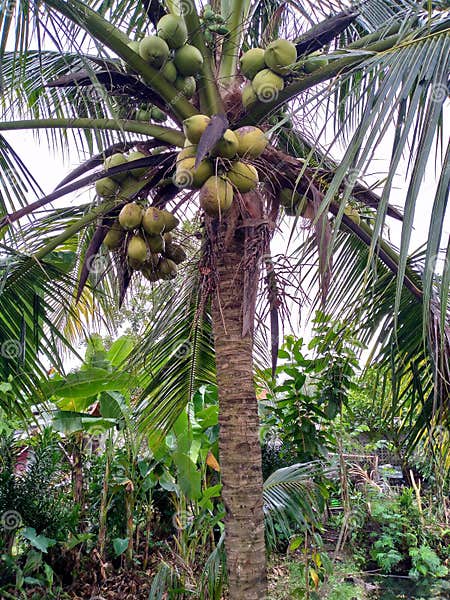 Coconut Tree in Backyard Garden Stock Photo - Image of plants, coconut ...