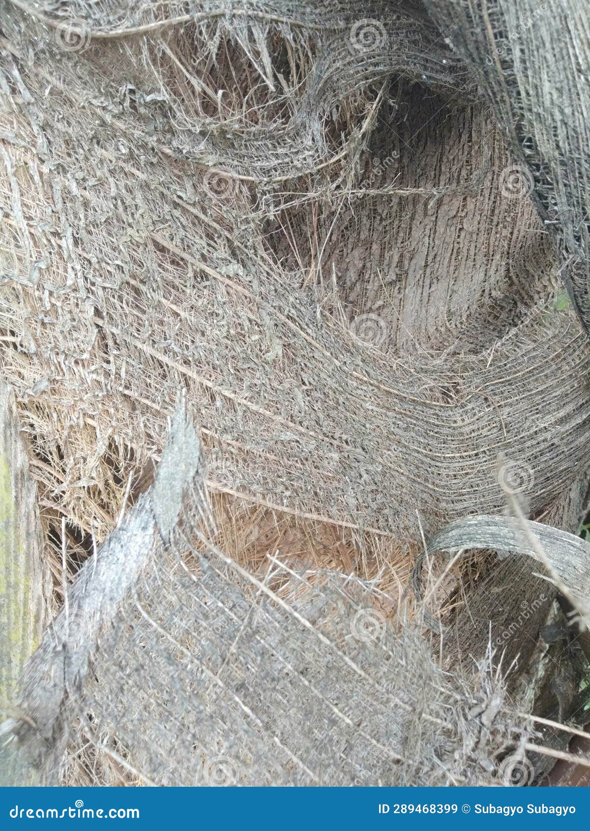 Coconut Tree Bark Background that Grows Short in the Garden Editorial ...