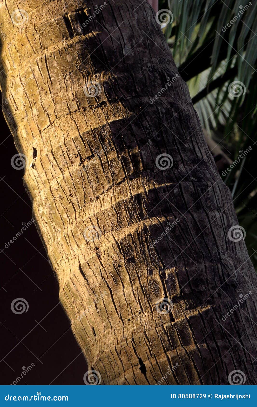 Coconut tree bark stock image. Image of plantations, details - 80588729