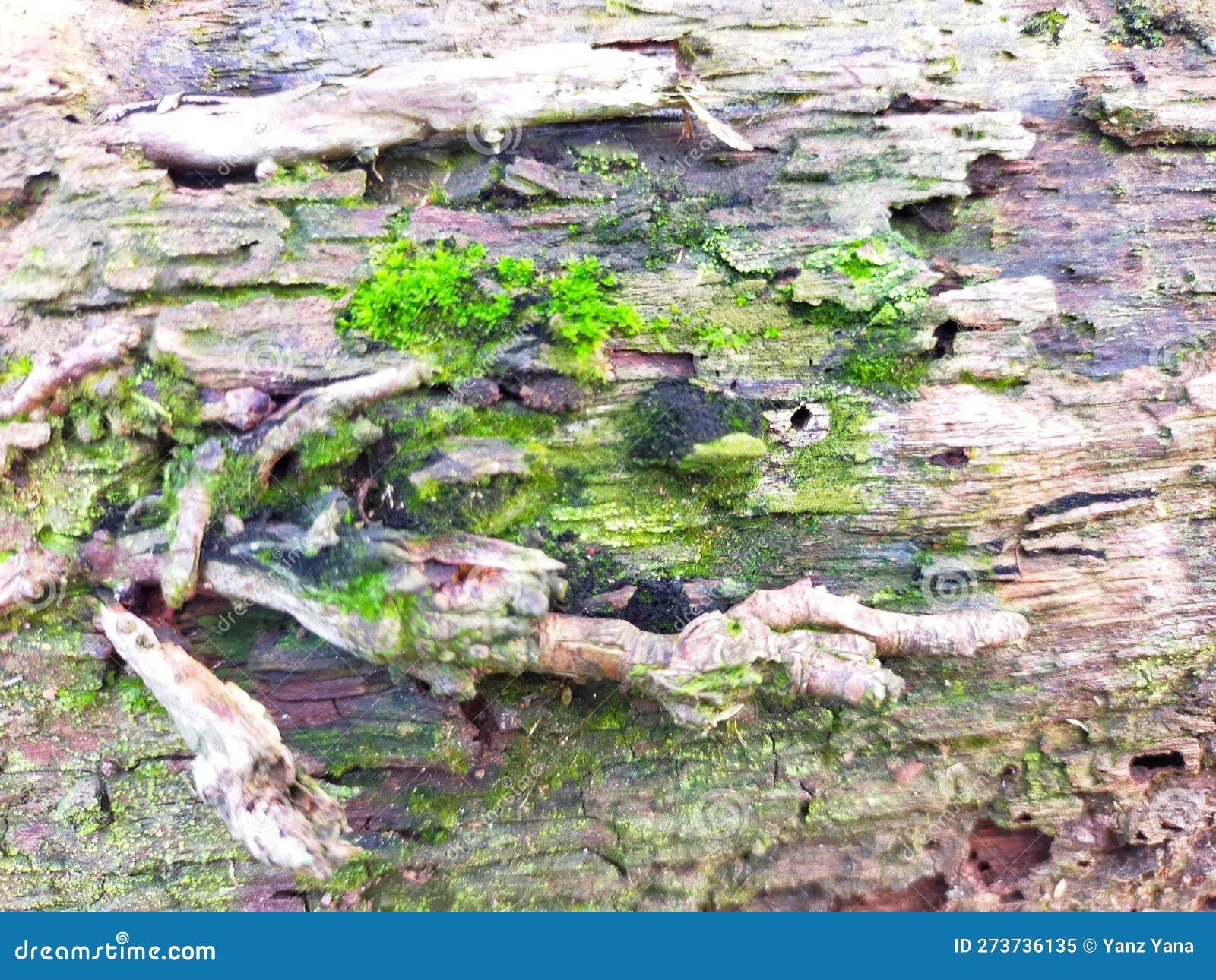 Coconut Tree Bark that is Porous with a Few Roots and Green Moss Stock ...