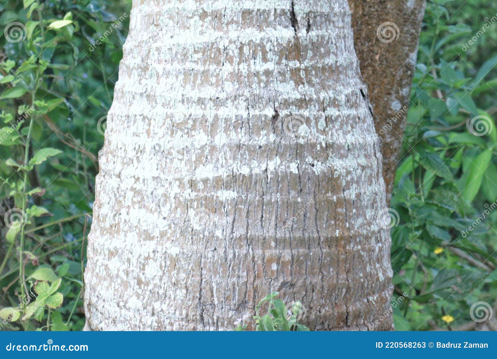 Coconut Tree Bark stock image. Image of clothing, flower - 220568263