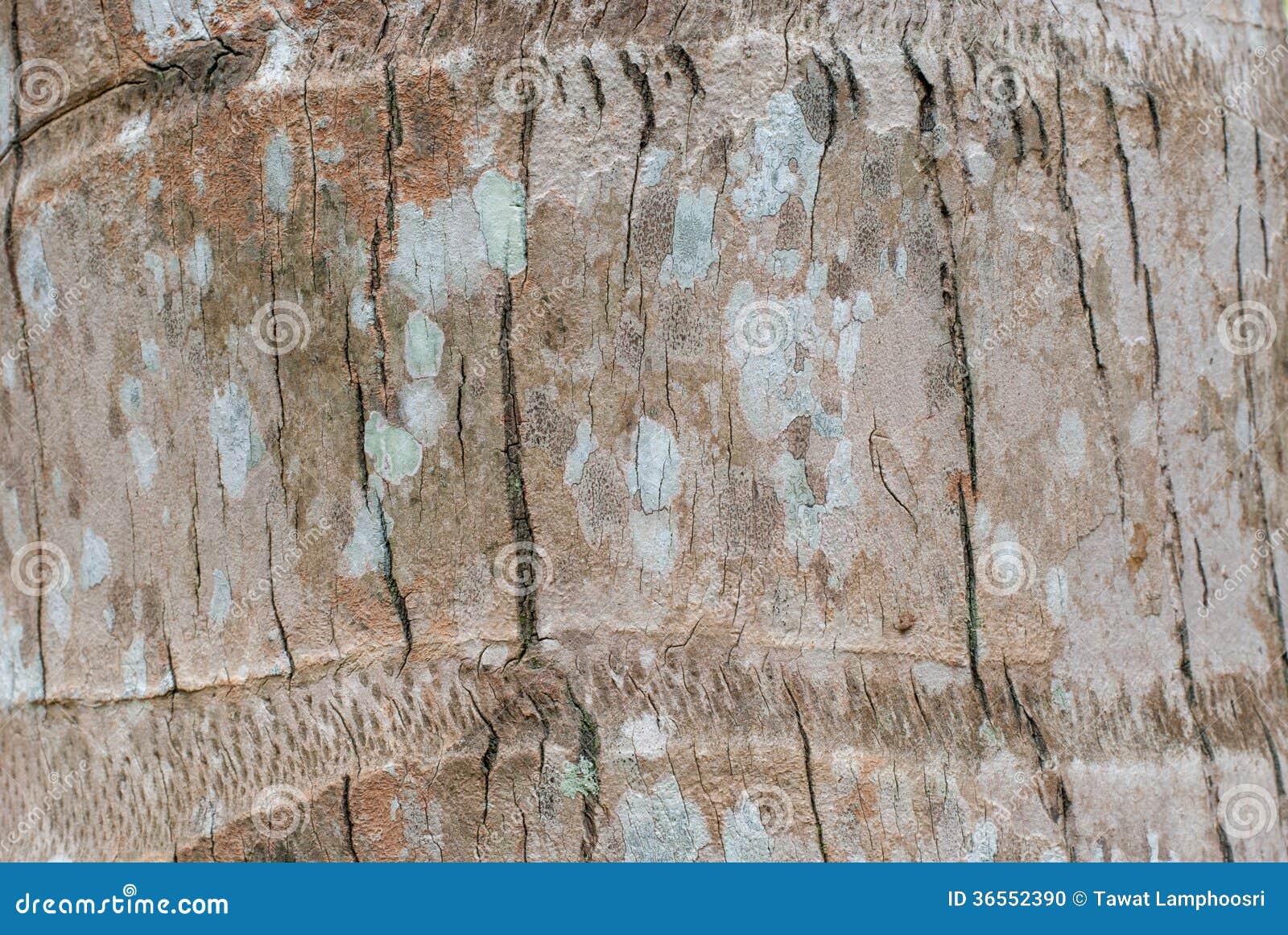 Coconut Tree Bark stock photo. Image of material, abstract - 36552390
