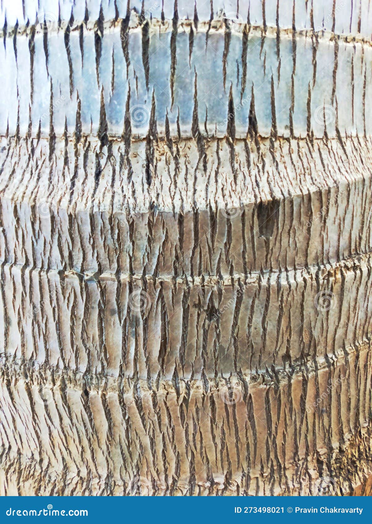 Coconut tree bark texture stock image. Image of tree - 273498021