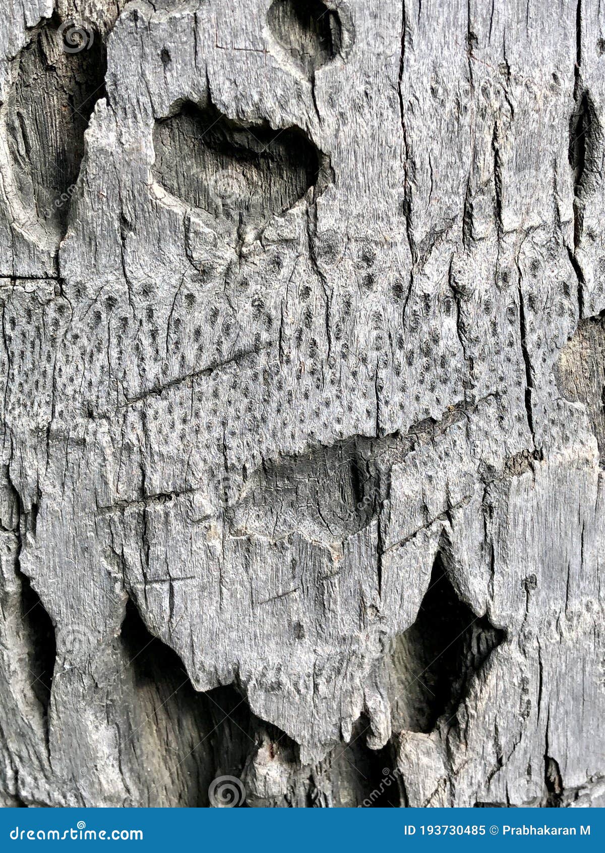 Coconut tree bark texture stock image. Image of color - 193730485